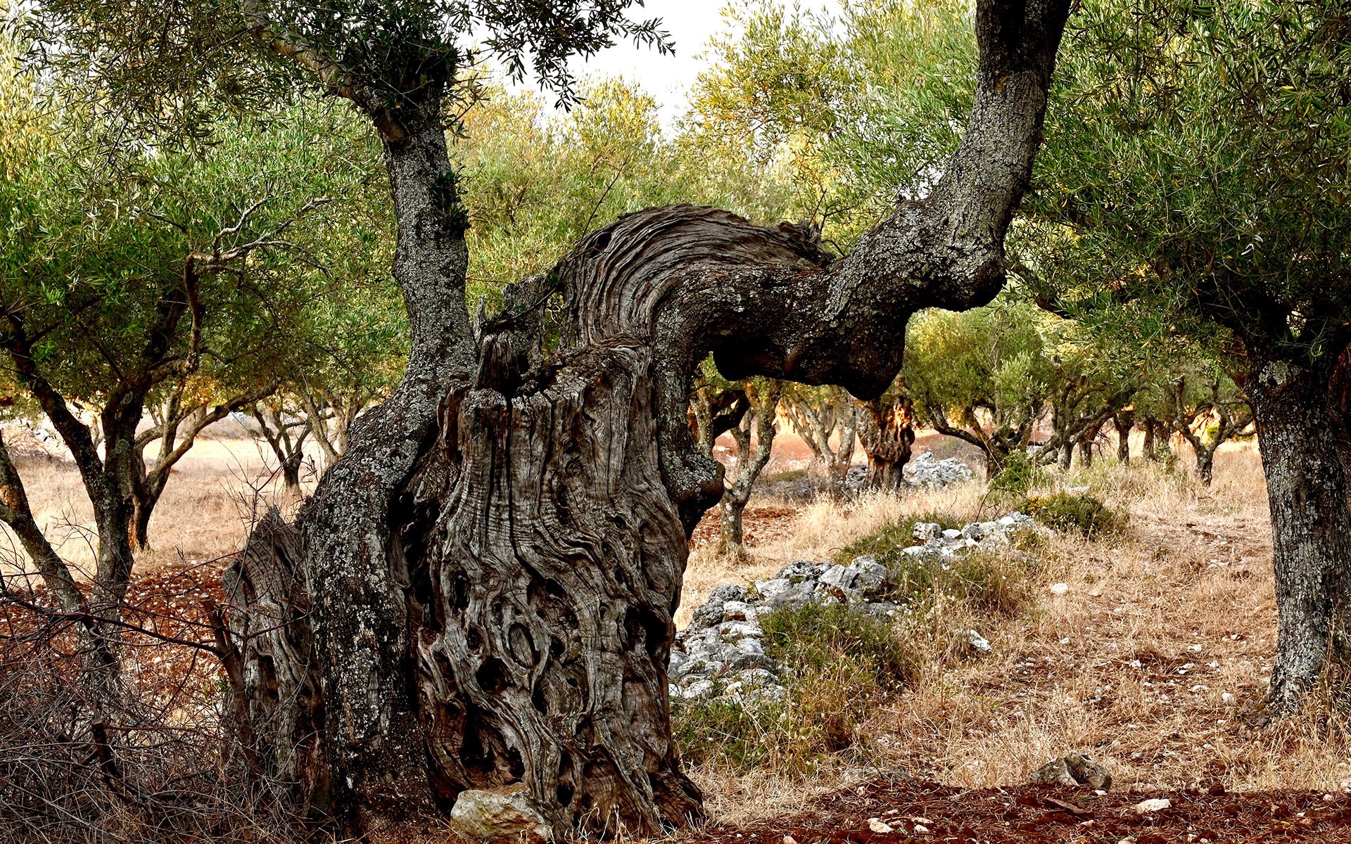 Elies Olive Press | Βιολογικό Ελαιοτριβείο Ζάκυνθος