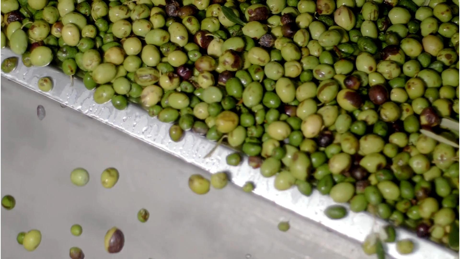 Elies Olive Press | Βιολογικό Ελαιοτριβείο Ζάκυνθος